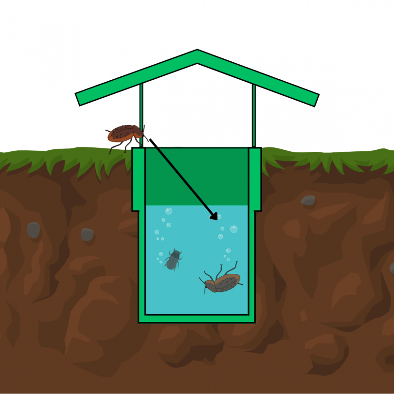 An Introduction to Invertebrate Biodiversity Baselining | Replanet
