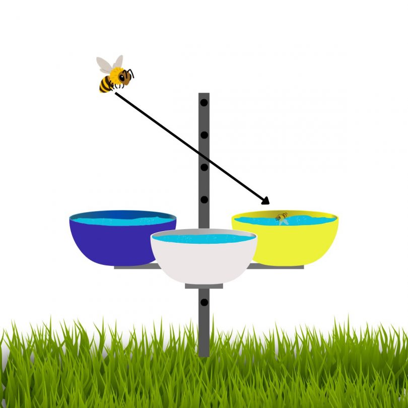 An Introduction to Invertebrate Biodiversity Baselining | Replanet