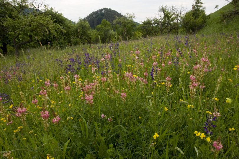 Ecological Restoration & Protection | Replanet